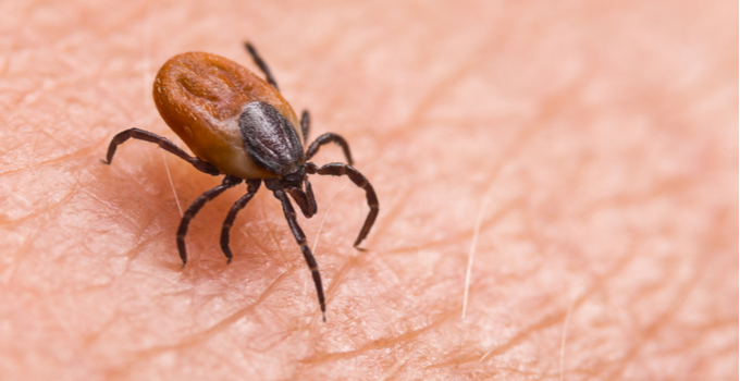 What Kind of Ticks are in Florida? - Capelouto Termite & Pest Control ...