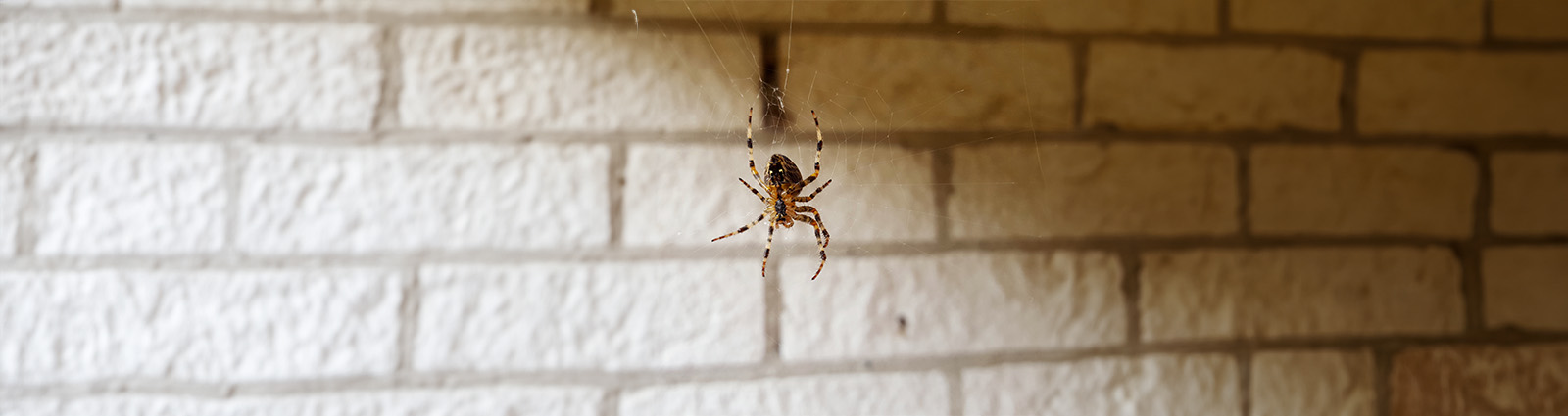 What Seasons Are Spiders Most Active? | Spider Exterminators